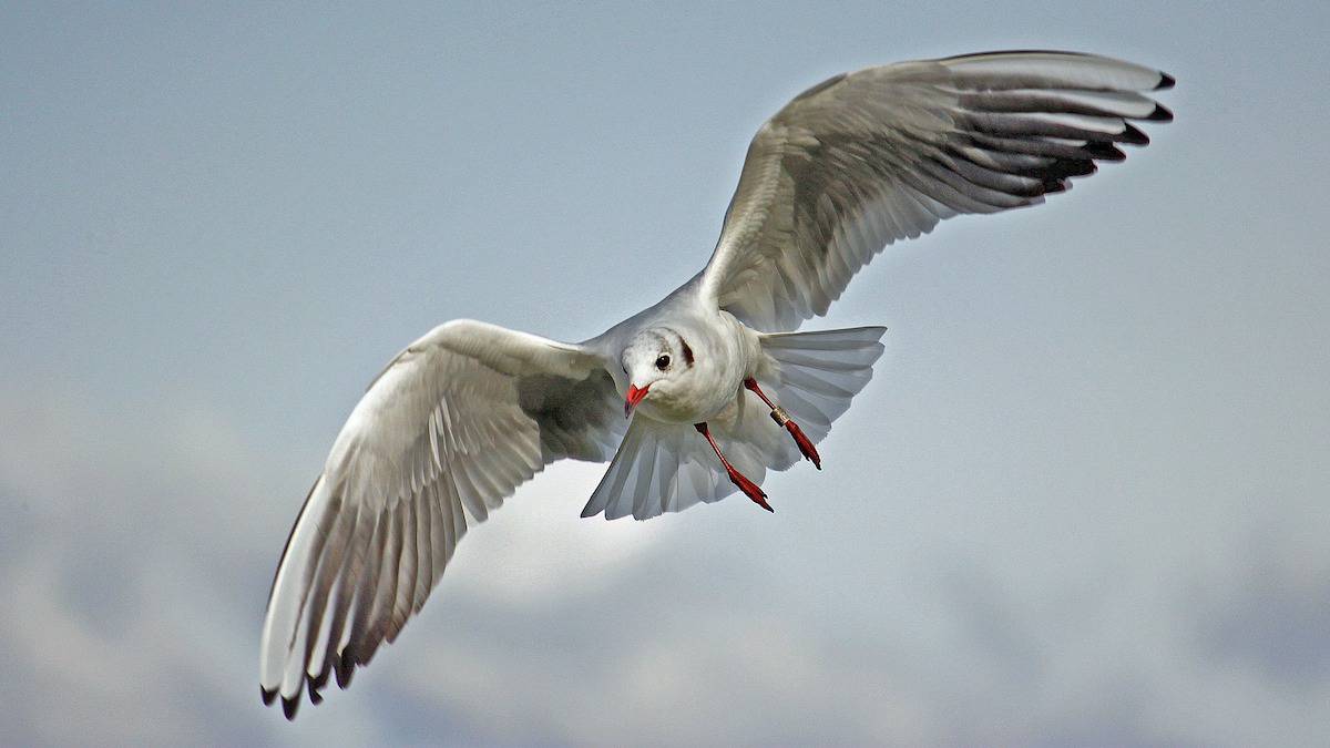 How to handle 'Swoop & Poop' by your client’s boss